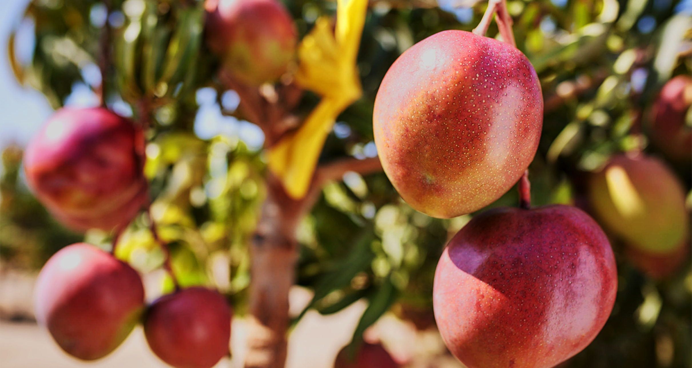 SATORI • Cultivating a better world